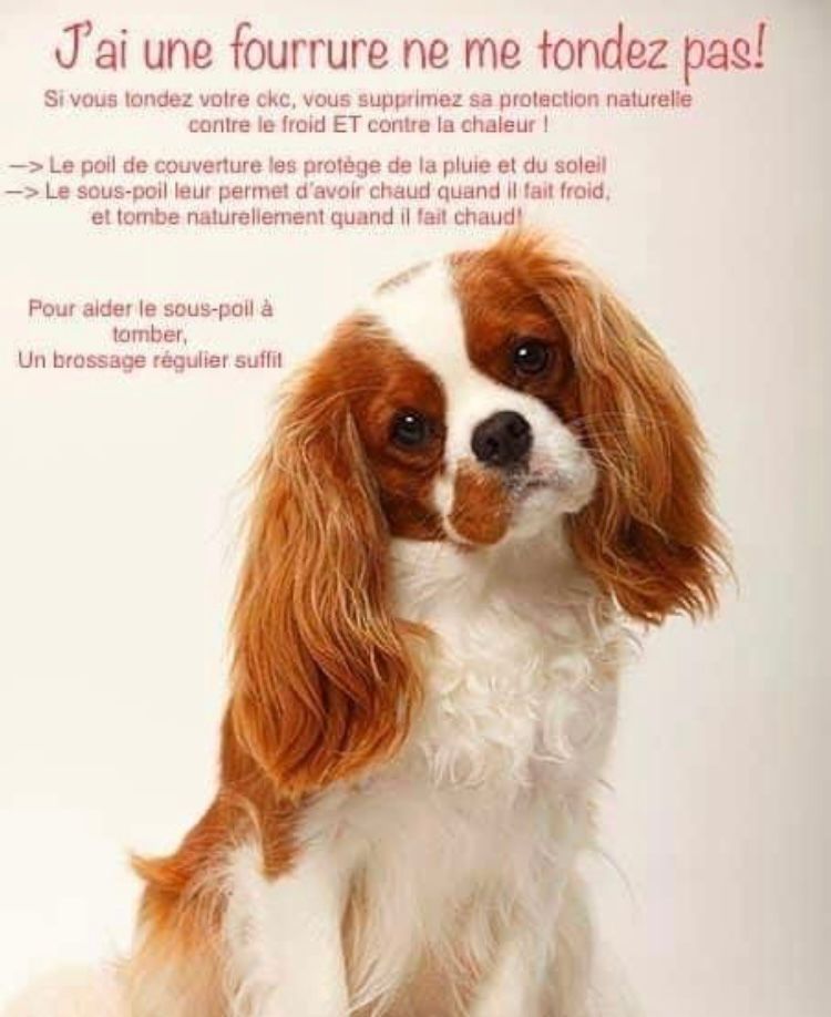 Accueil - Elevage des cavaliers de cecvan - eleveur de chiens Cavalier ...