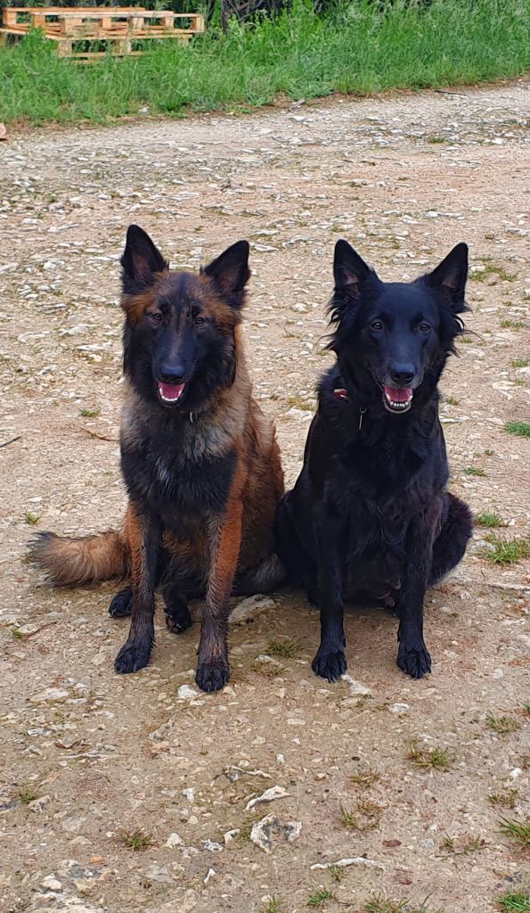 Accueil - Elevage Des Crocs Du Quercy - eleveur de chiens Berger Belge