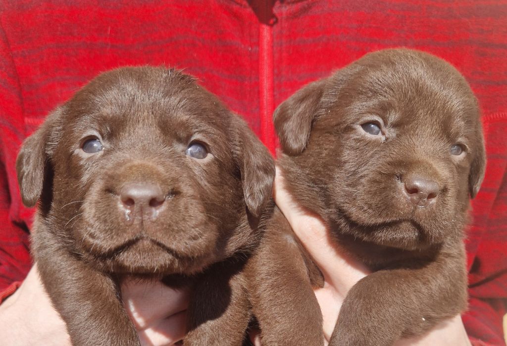 Chiots disponibles - Elevage Des terres sacrees - eleveur de chiens ...