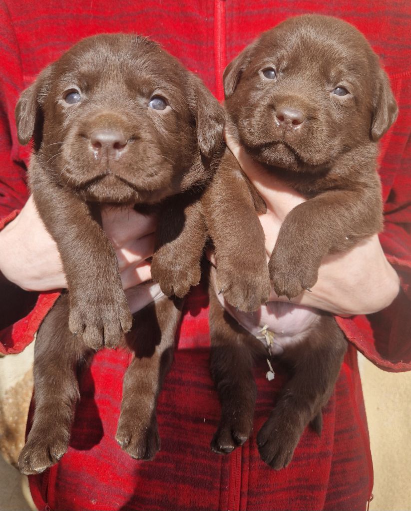 Chiots disponibles - Elevage Des terres sacrees - eleveur de chiens ...