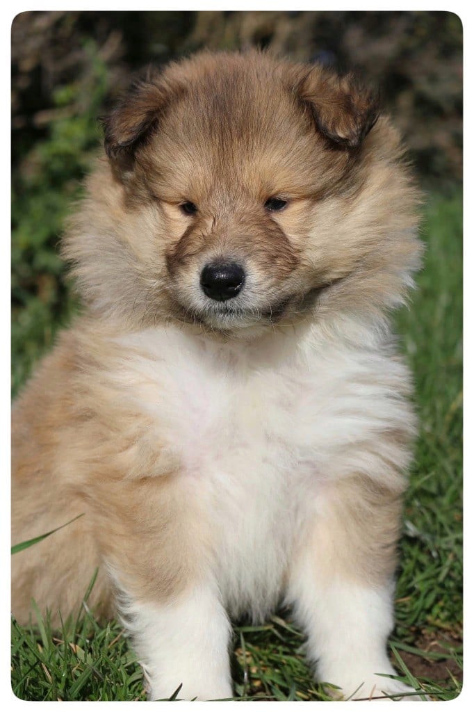 Actualité - Elevage de la Pierre D'Elisa - eleveur de chiens Colley à ...