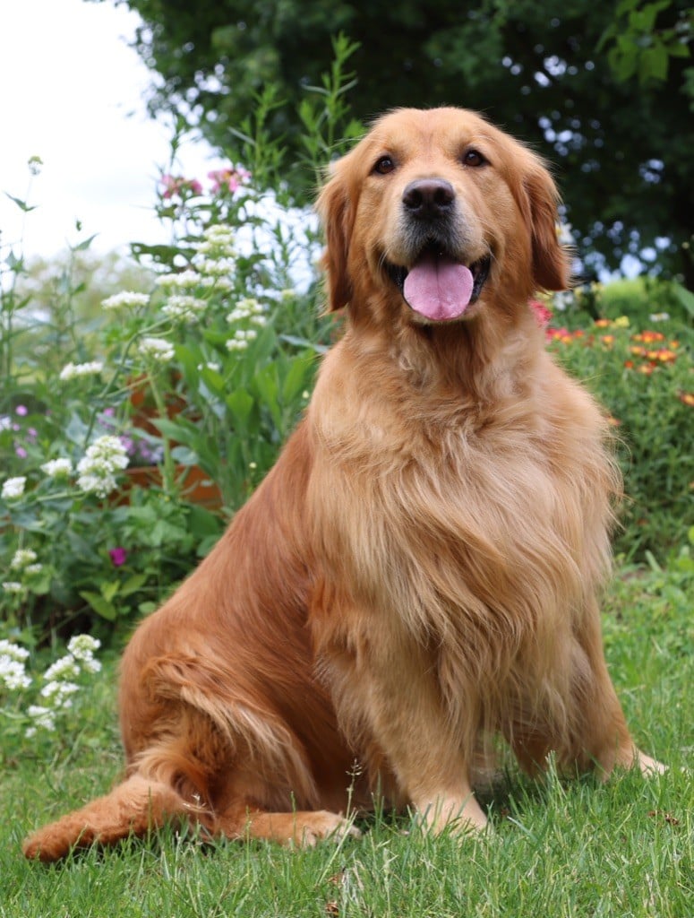 Accueil - Elevage Gold chorus - eleveur de chiens Golden Retriever