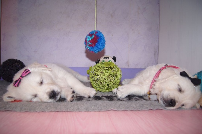 Accueil - Golden Retriever: ELEVAGE DE BIHAN KI BREIZH