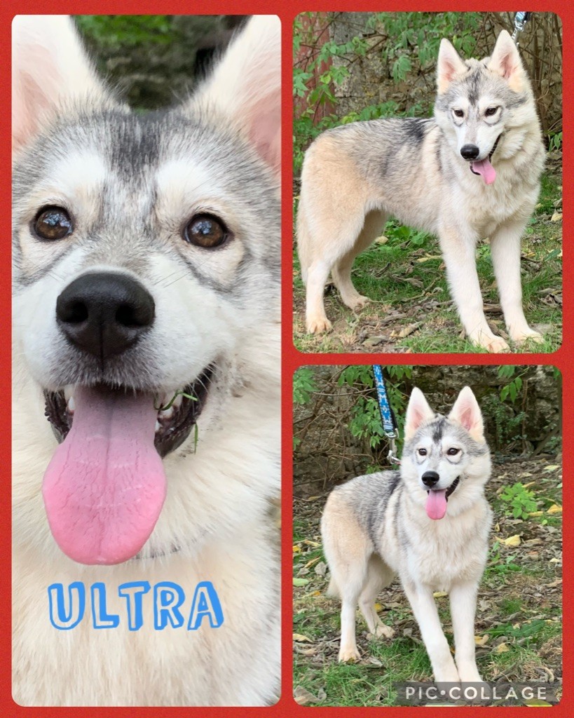 Actualité - Elevage Magic Wolf - eleveur de chiens Siberian Husky