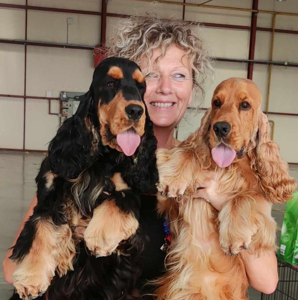 Accueil - Elevage Of merrily - eleveur de chiens Cocker Spaniel Anglais