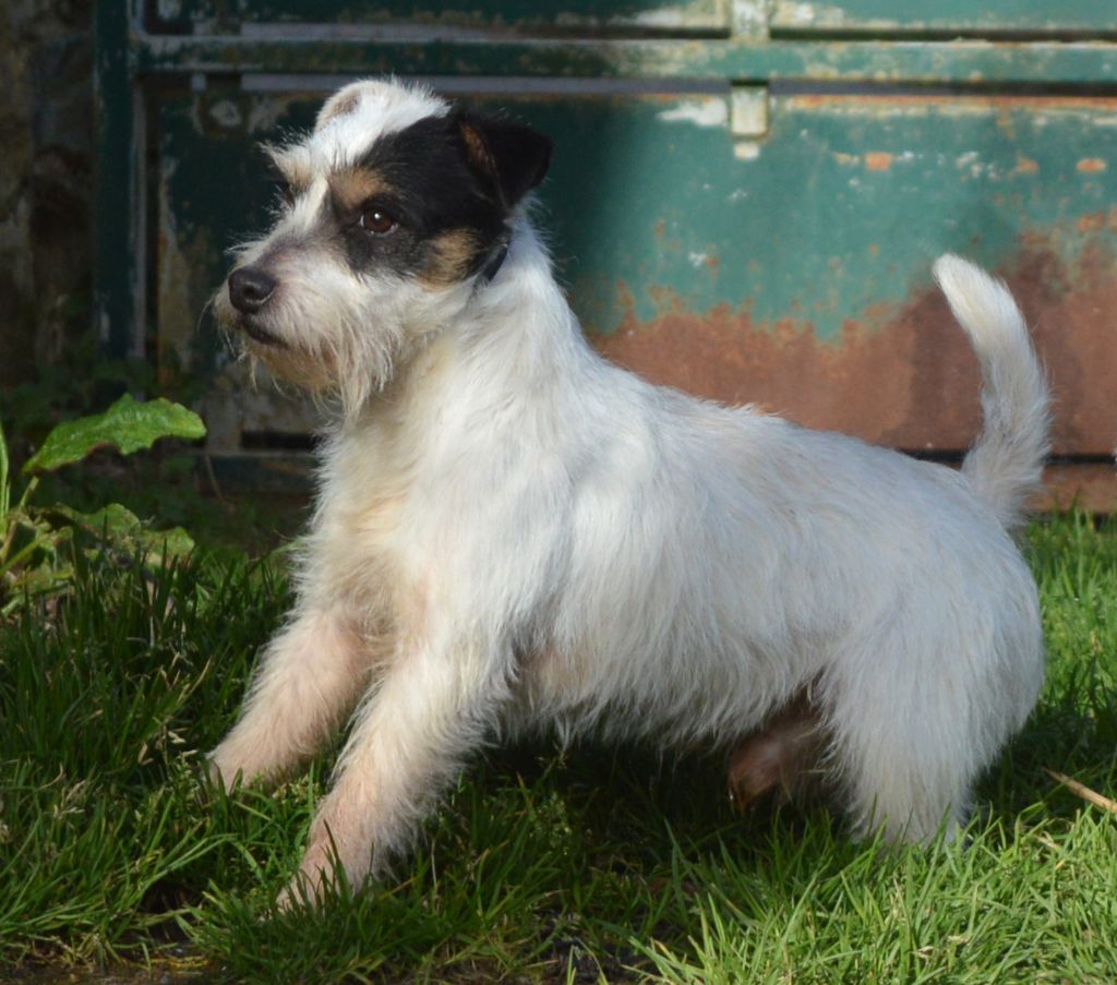 Accueil - Elevage Du site corot - eleveur de chiens Jack Russell Terrier
