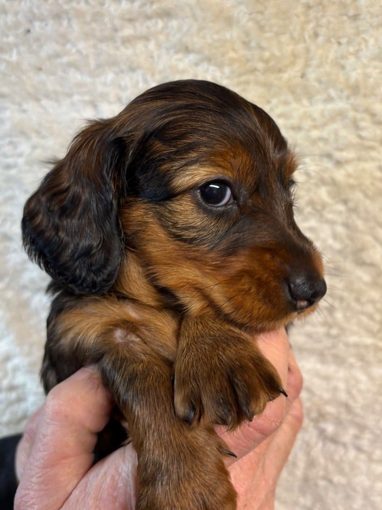 Accueil - Elevage Du grand baronnet - eleveur de chiens Teckel poil long