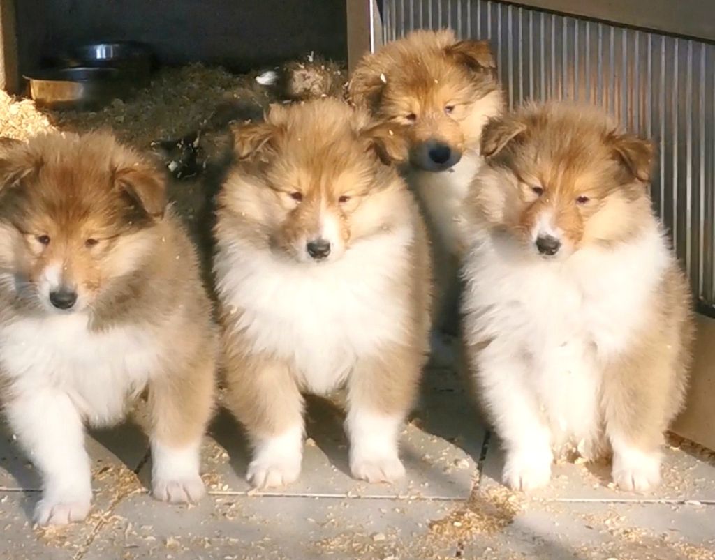 Accueil - Elevage Colleys de Remember our Love - élevage de chiens et chiots Colley à poil long