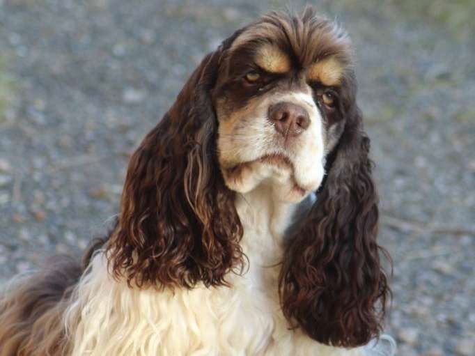 Accueil - Elevage of caniland's dream - eleveur de chiens American ...