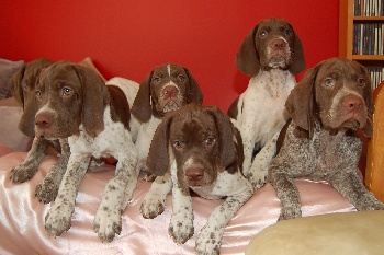 Accueil - Elevage des Légendes de Malin'Brac - eleveur de chiens Braque ...