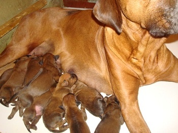 Accueil - Elevage du Grand Roc Noir - eleveur de chiens Rhodesian Ridgeback