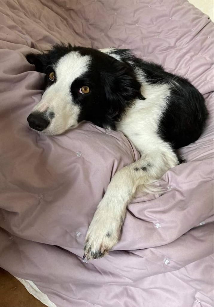 Actualité - Elevage des Crocs de Provence - eleveur de chiens Border Collie